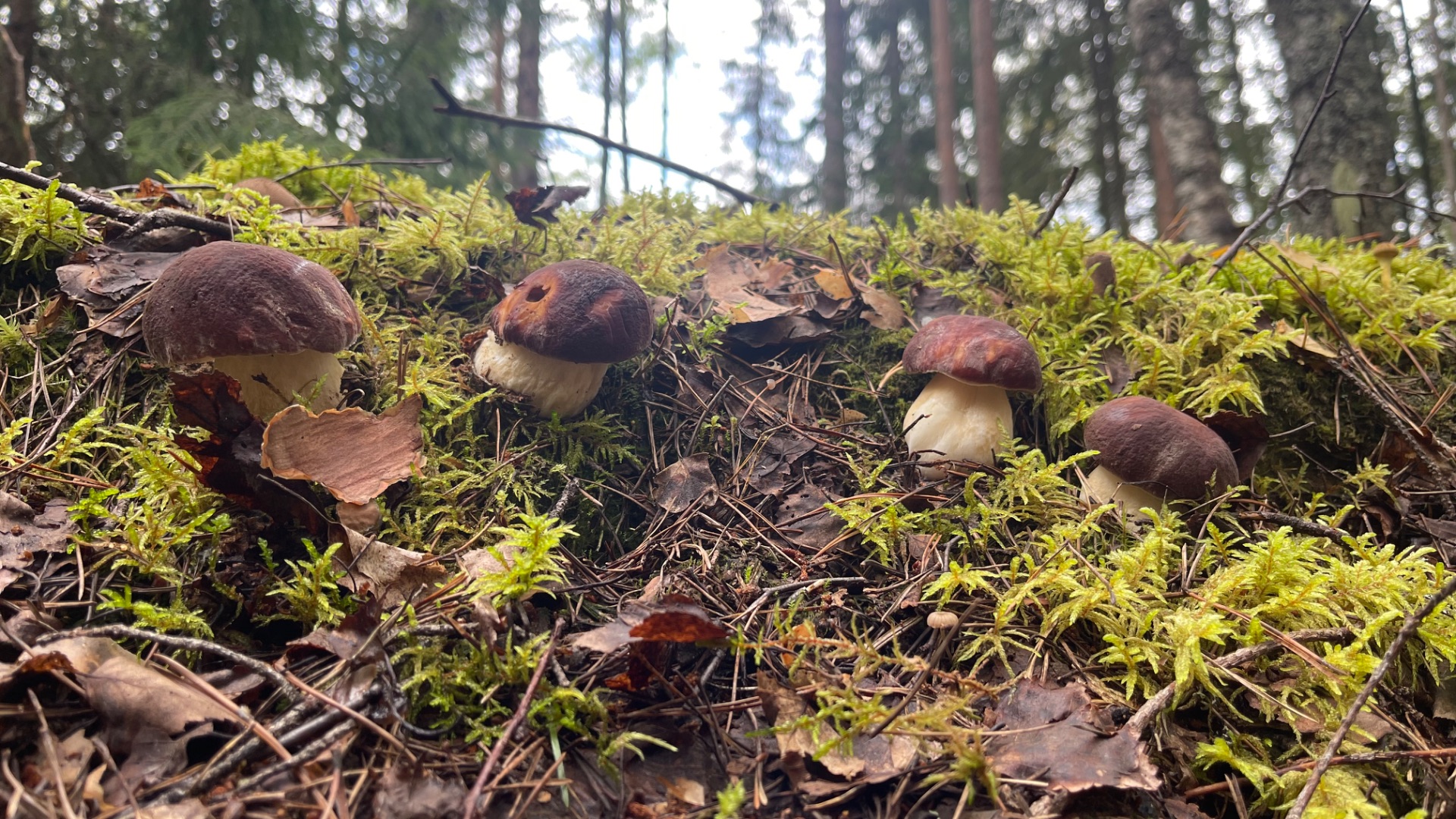 Мечты сбываются, БОРОВИКИ как из сказки, моему счастью нет предела! Тверская губерния во всей красе