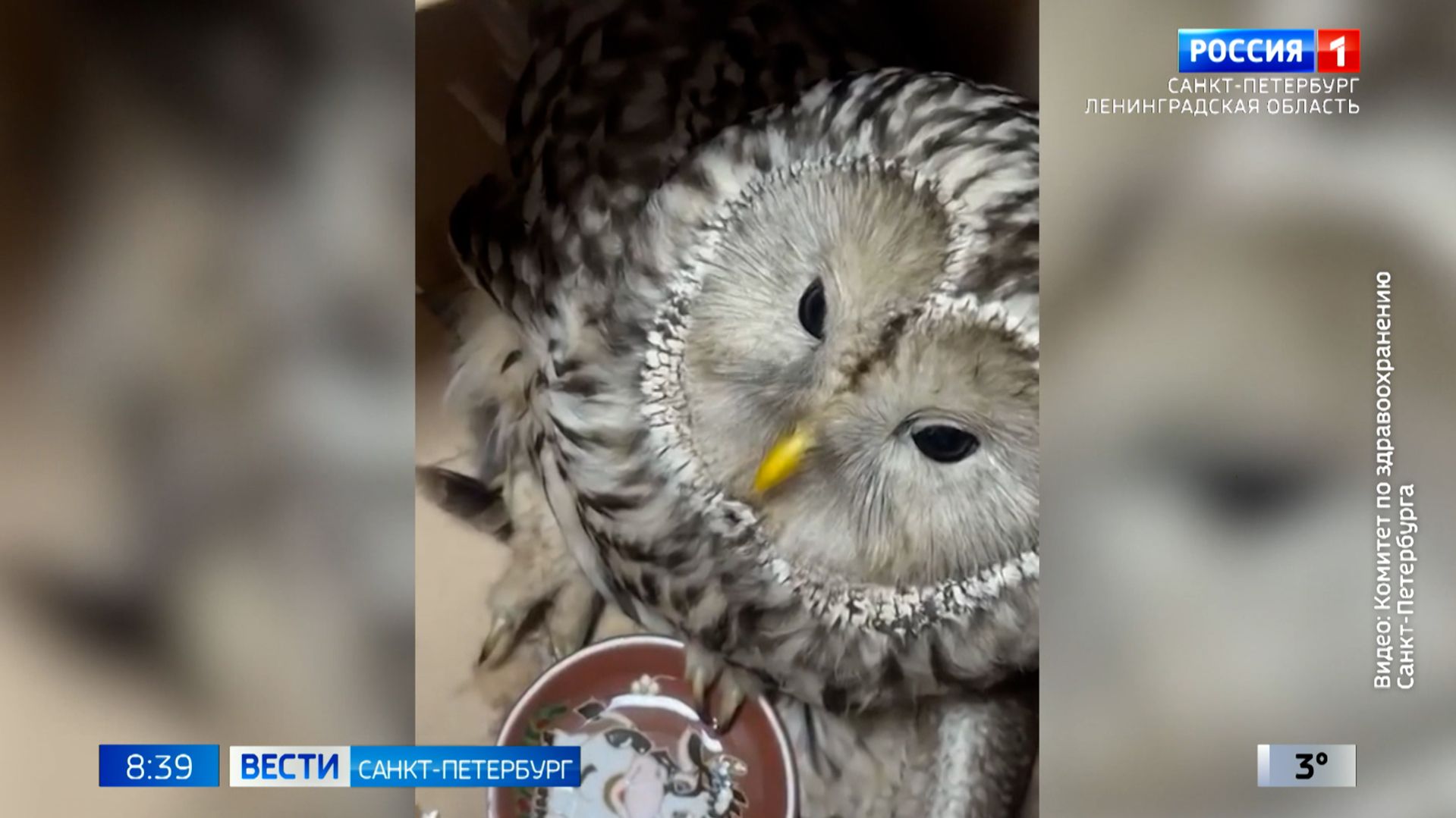 Вести Санкт-Петербург. Выпуск 08.35 от 16.03.2026