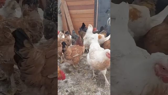 Почему исчезают деревни