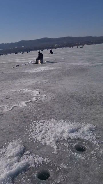 Селедка на блесну Нимфа UV от Mr.Musurok 🔥