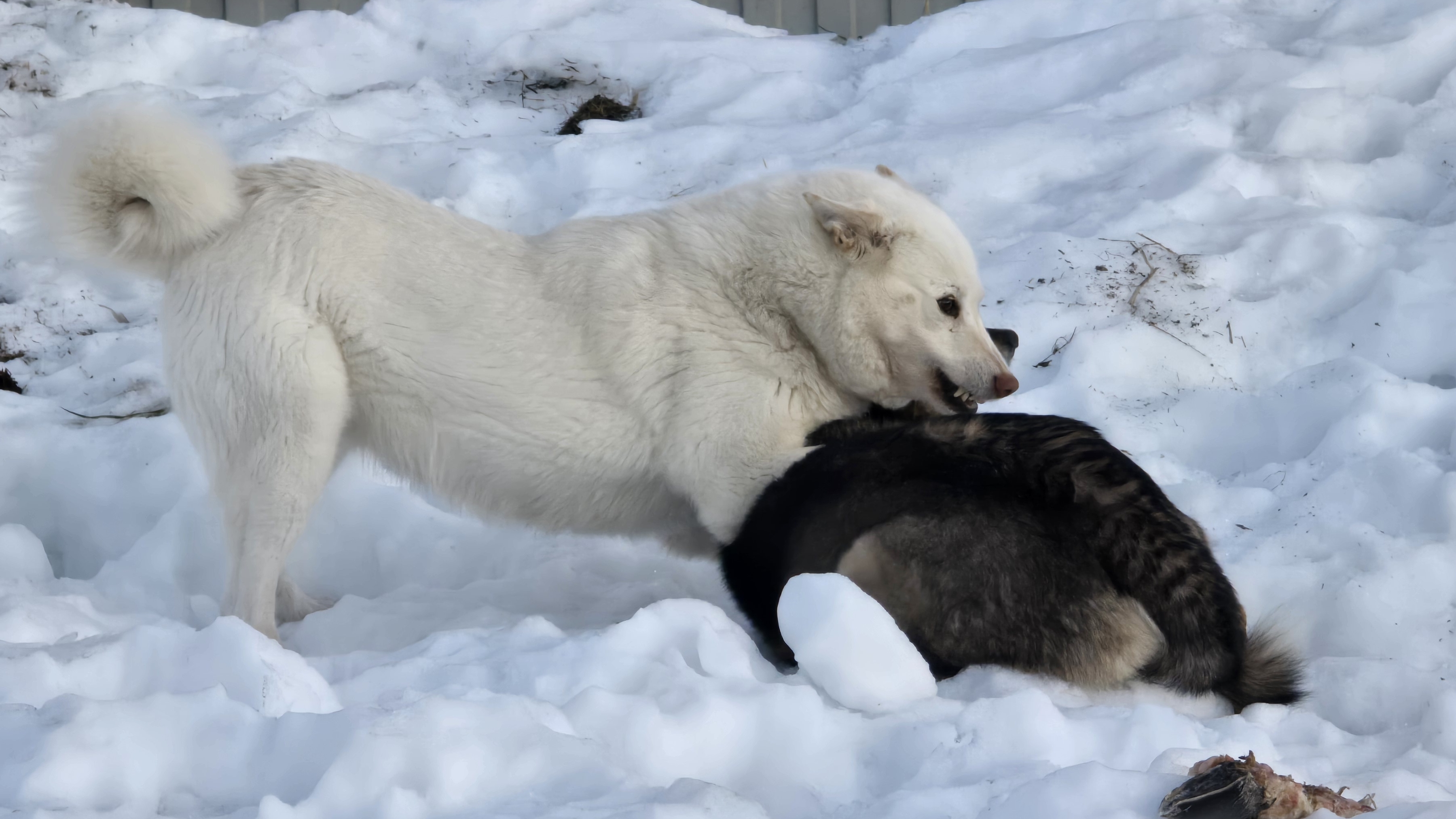 Тихая Злата