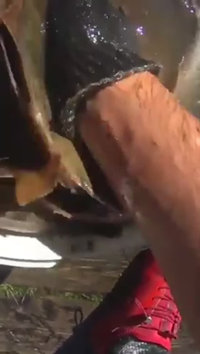 Как оттереть камбалу от грязи перед жаркой Shorts