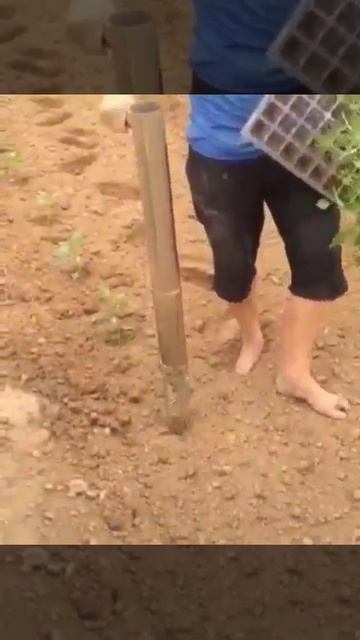 5 посадка рассады