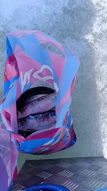 Селедка на блесну Нимфа от Mr.Musurok 🔥