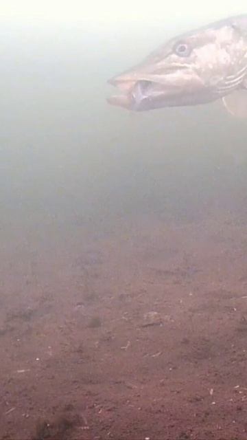 Щука ест живца. / The pike eats live bait. #shorts