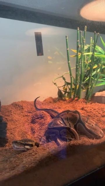 Важное на ночь теперь вы знаете, как пукает змея