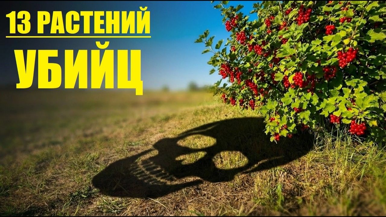 КРАСИВО,_НО_СМЕРТЕЛЬНО__13_Растений,_идеальных_природных_убийц!