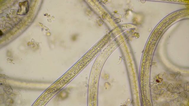 НАШИ НОВОСТИ | СОФЬЯ НЕРЕТИНА | МАКАР КОРНИЛОВ