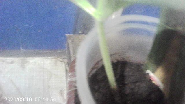 Обзор: кабачковое растение сорта "Чёрный красавец" посаженное в январе