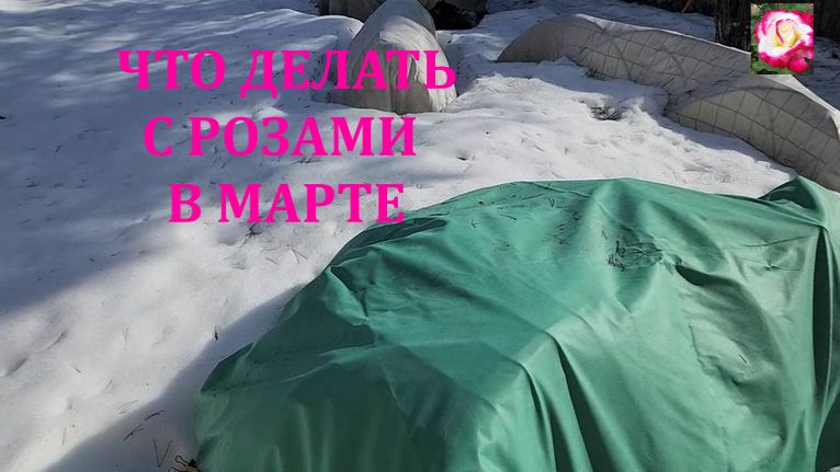 МАРТ. РОЗЫ В СУГРОБАХ.