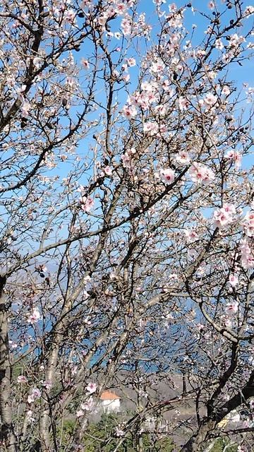 Крым.Ялта. Весна. Море зацвело