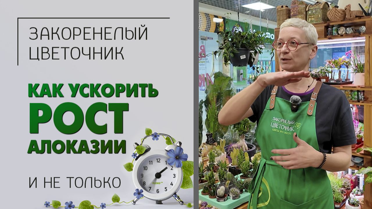Как ускорить рост алоказии и не только, как заставить растение быстрее расти и цвести.