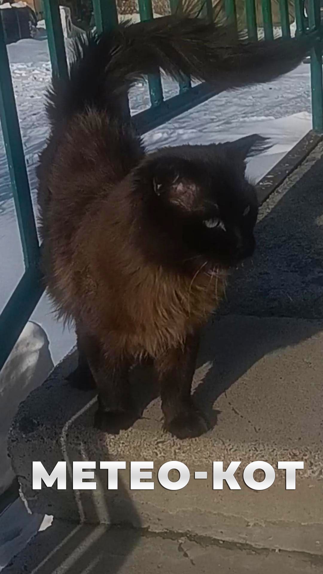 Метео-кот. Сусуман - 2026. Колыма