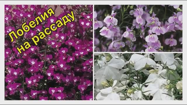 Лобелия на рассаду. Пикировка 15.03.26