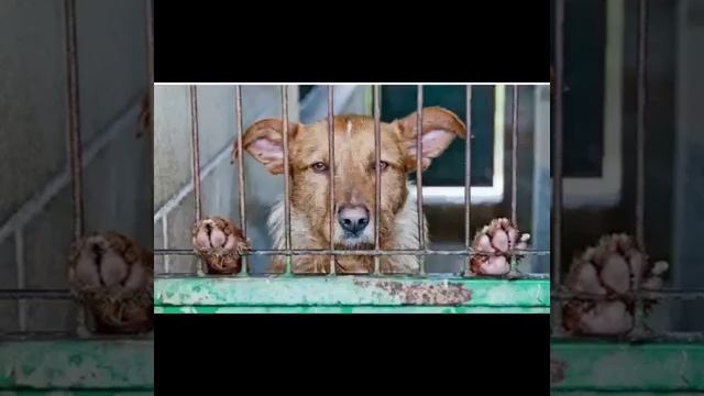 Ванька живодёр(Алёна Далида)