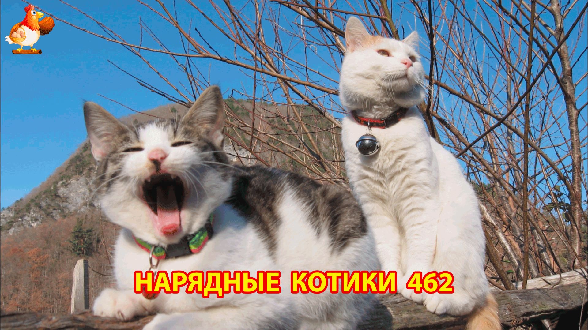 Нарядные Котики расслабляются на солнышке 🌞 🐈🐈🐈 (462)