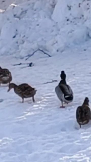 Лебединое озеро