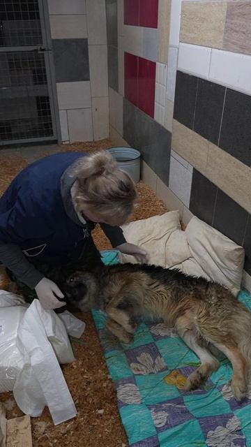 Полкан (он же Сын Полка) — наш капризный подопечный: обновление о состоянии