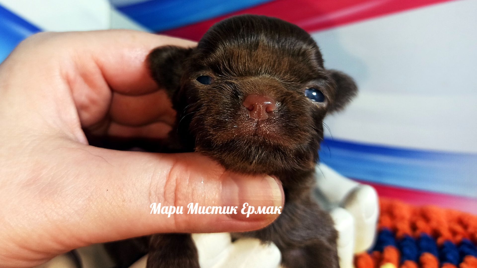 Открыт для резерва Ермак #ЦЕНА 40 тр ДО 03.04.26 #купить_щенка_чихуахуа_продаю +79215950848