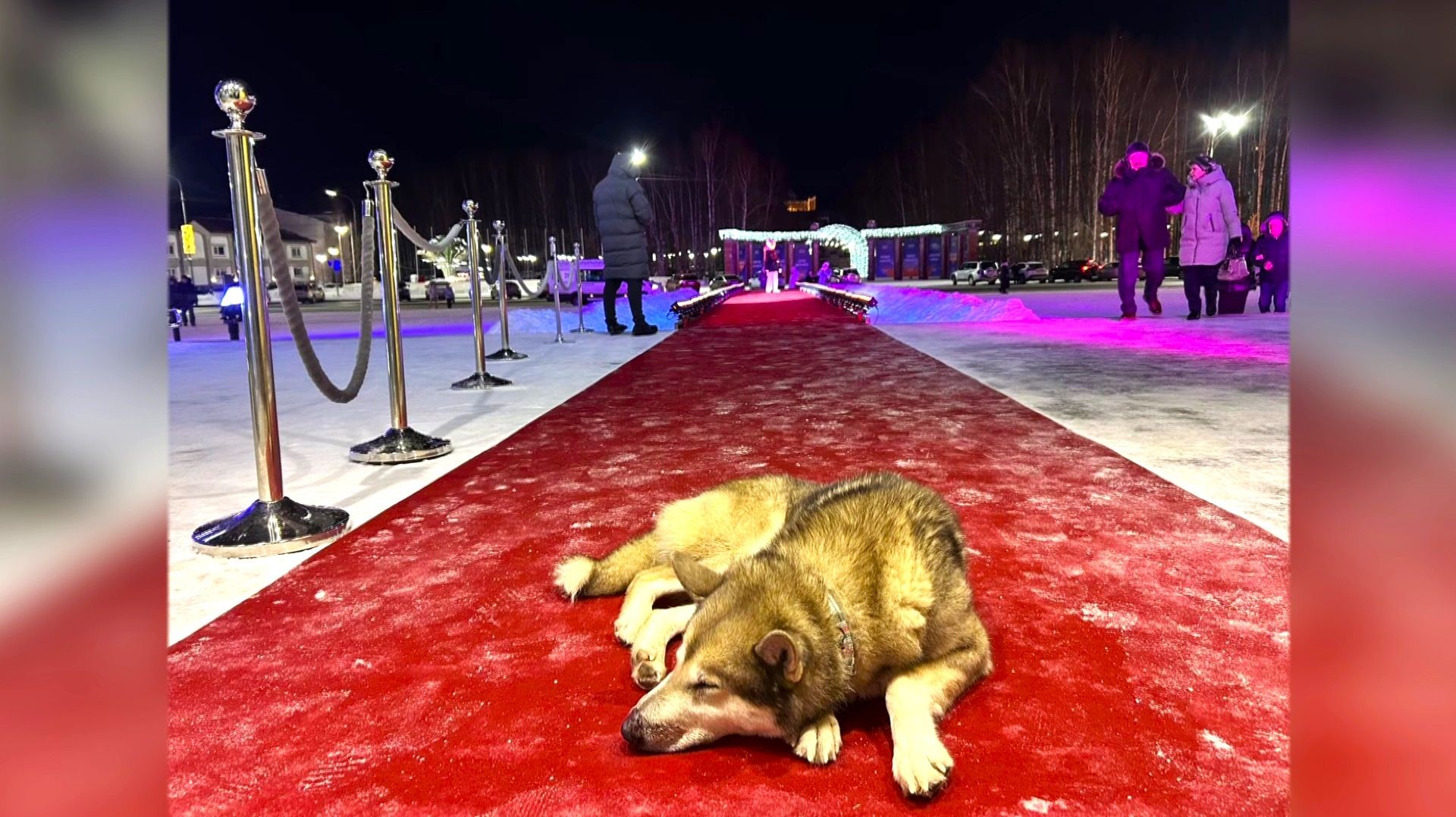Потерявшийся пёс нашёл хозяев благодаря кинофестивалю «Дух огня»