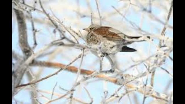 18 марта - Конон Огородник. Традиции и приметы