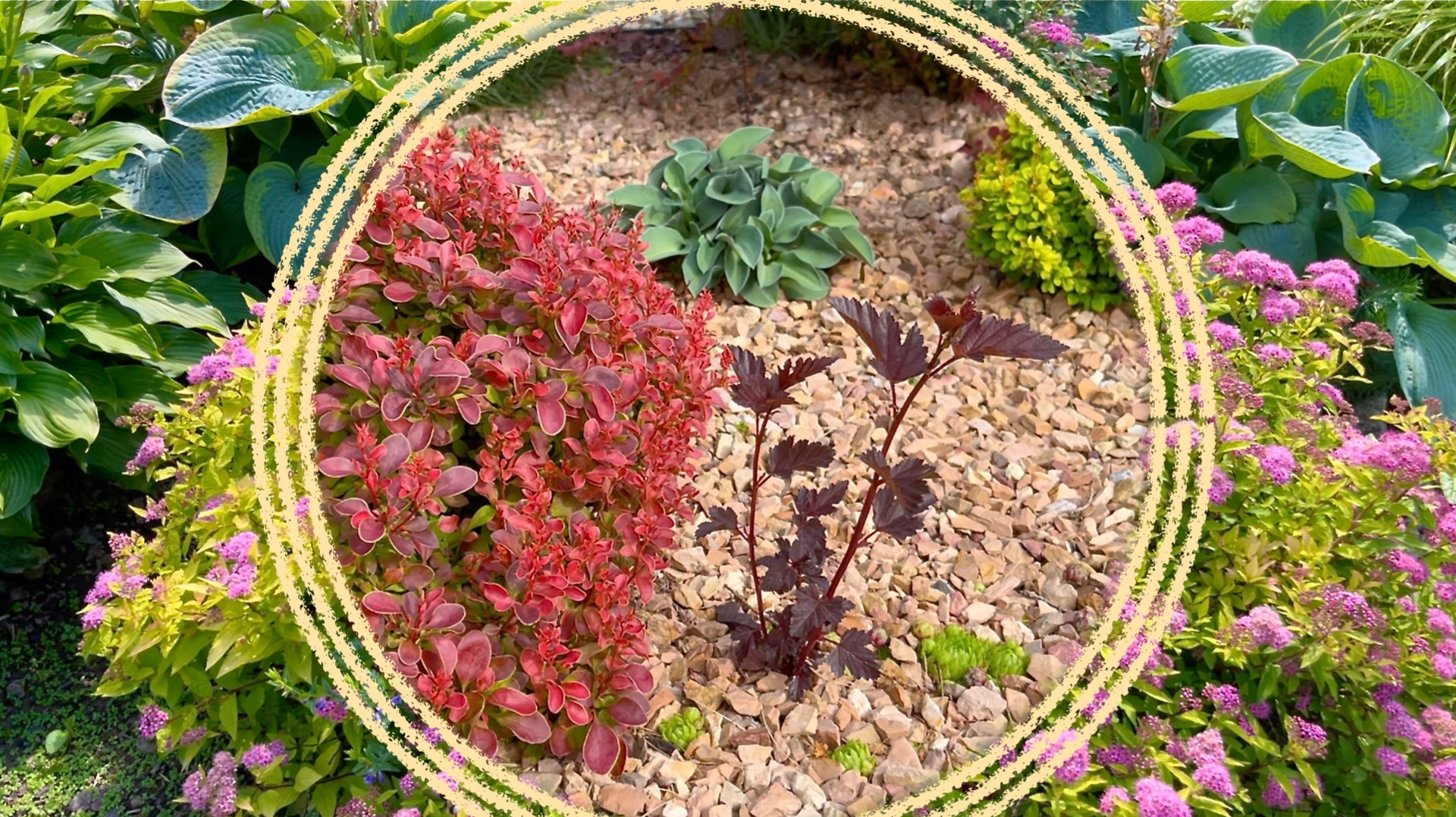 Многолетние растения из семян. Продолжение.