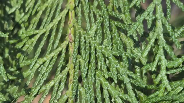 Музыка Прогноз погоды Русские ДиДжеи Сочи Дендрарий