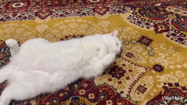 Приключения моего МАЛЬЧИКА!