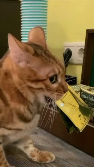 Смешные коты #115-5