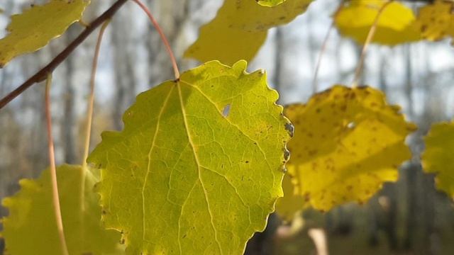 Тишина  здесь  такая..