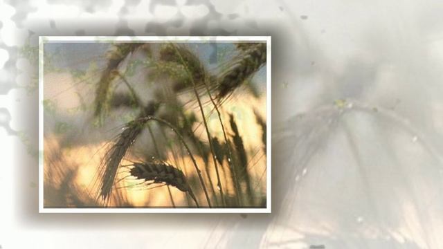 В шёлке трав переночую