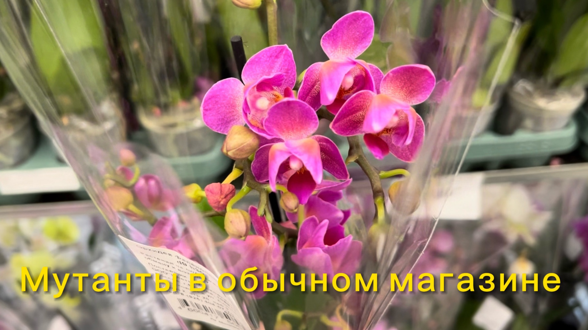 Сногсшибательный обзор ОРХИДЕЙ/ Моя новинка ❤️