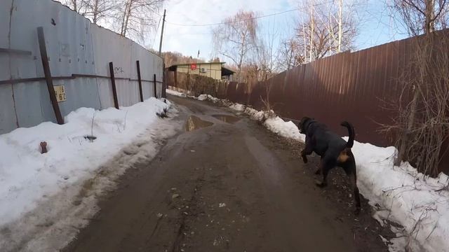 Размышления как я пришел к покупке байка!Прогулка с собакой!