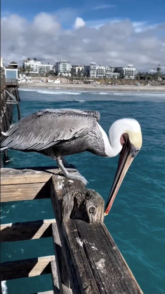 Пеликаны попрошайничают рыбу. Забавные животные 😃