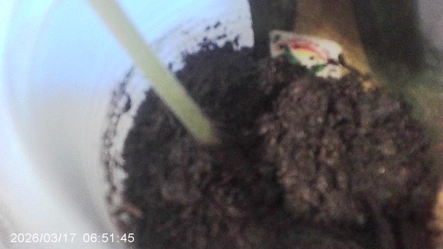 Обзор кабачкового растения сорта "Чёрный Красавец" январской посадки