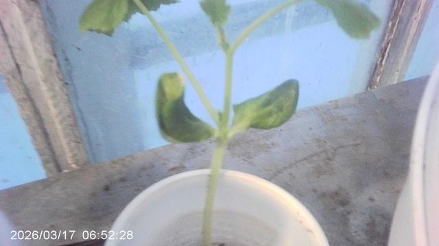 Обзор кабачкового растения сорта "Чёрный красавец" февральской посадки