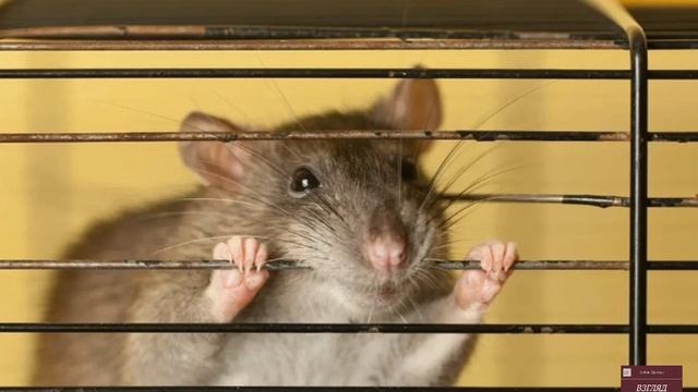 Мыши в клетках (Алёна Далида)