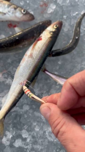 Зубарь на блесну Гусеница большая 3,5 см (золото 18 карат) от Mr.Musurok 🔥