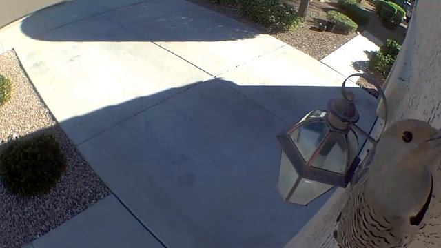 Дятлы во время драки