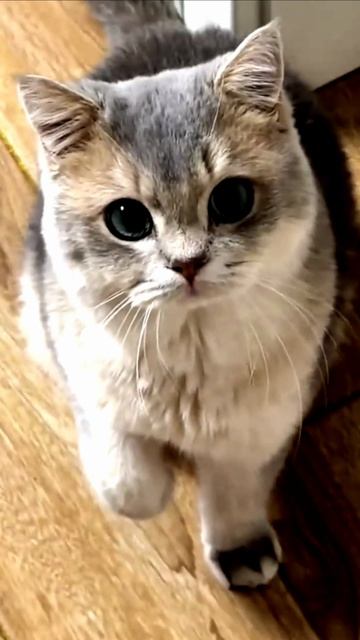 Футаж КОТЁНОК № 508