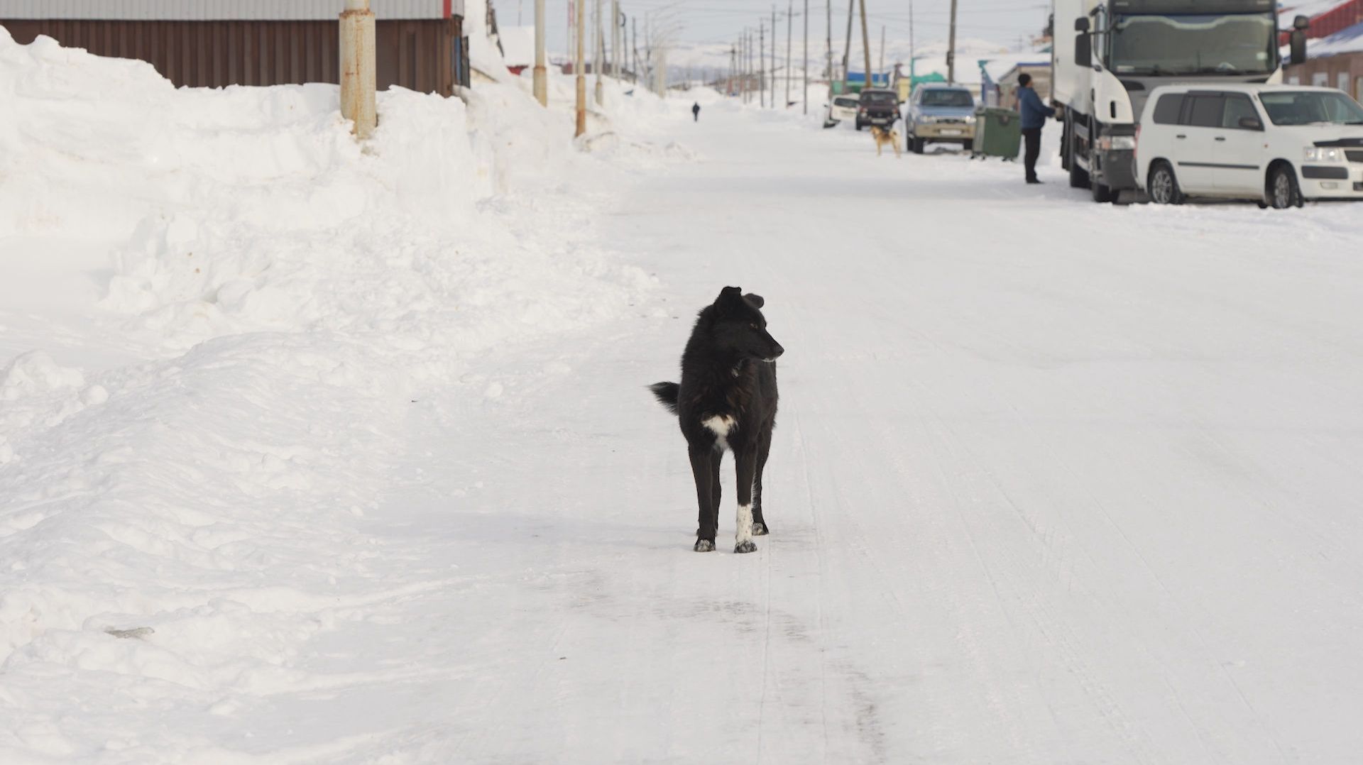 ЗАСТРЕЛИЛ СОБАКУ