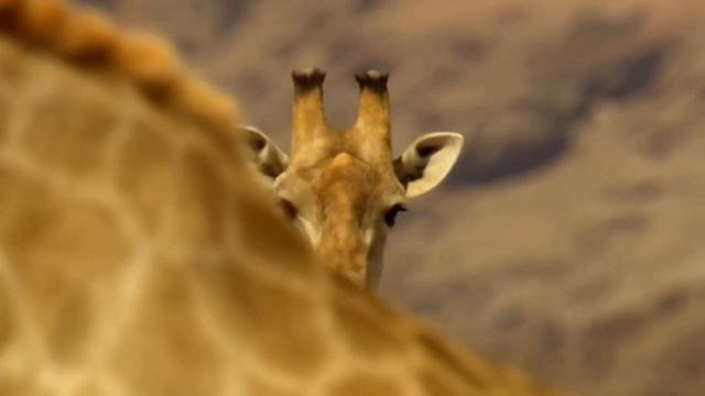 категория 18+