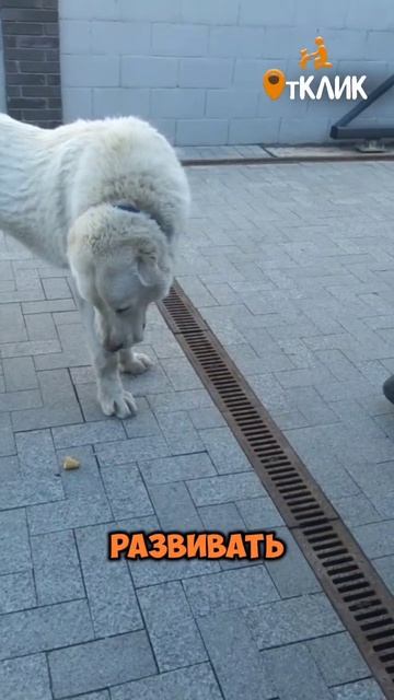 Не подбирать с земли.