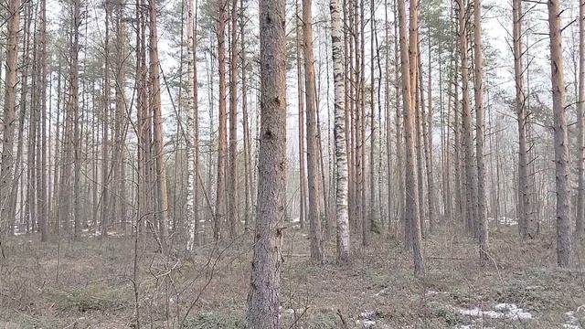 Гуляем в тайге. Встретили лося, поздоровались, склоняли к беседе. Но лось оказался каким-то диким