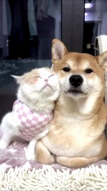 Футаж СОБАКА С КОШКОЙ № 507