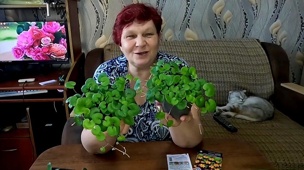 Красота - спасёт мир!! Продолжаем посев цветов для нашего сада!!