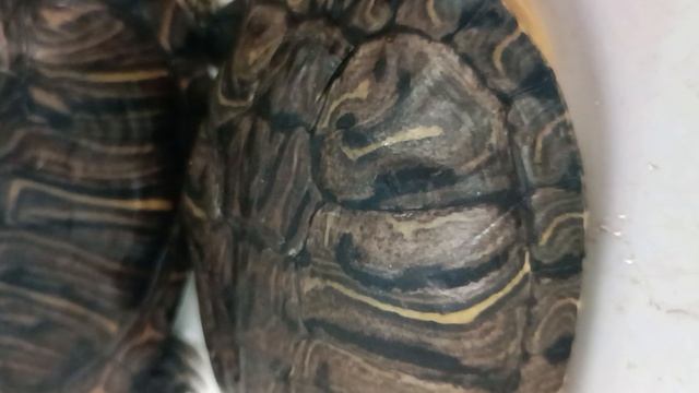 Милые красноухие черепашки