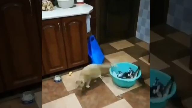 Ну и кто из нас теперь добыча