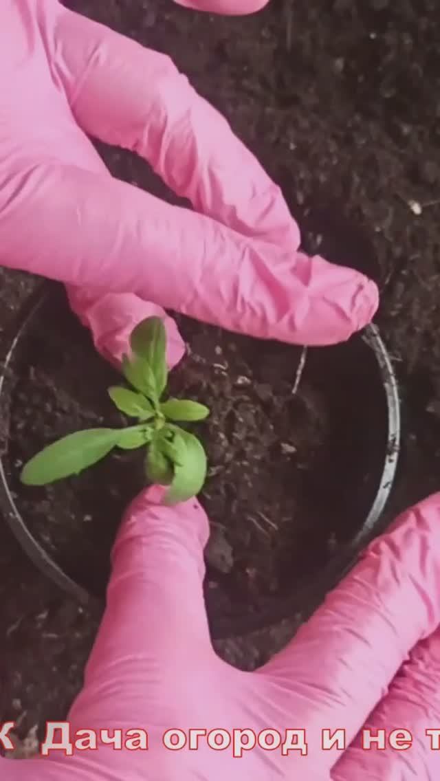 Пикировка рассады томатов зачем обрывать корень #рассада #огород #пикировка #выращивание #томаты