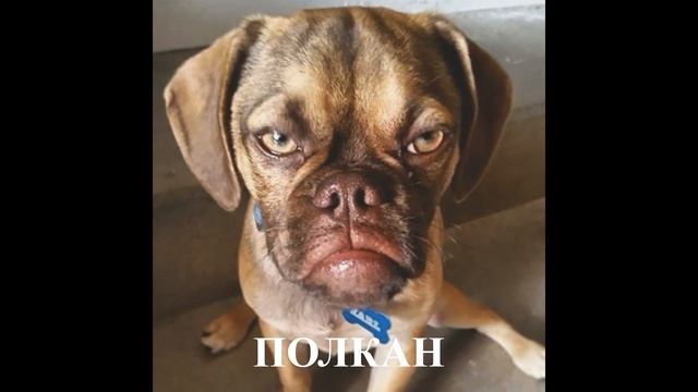 полкан (Алёна Далида)